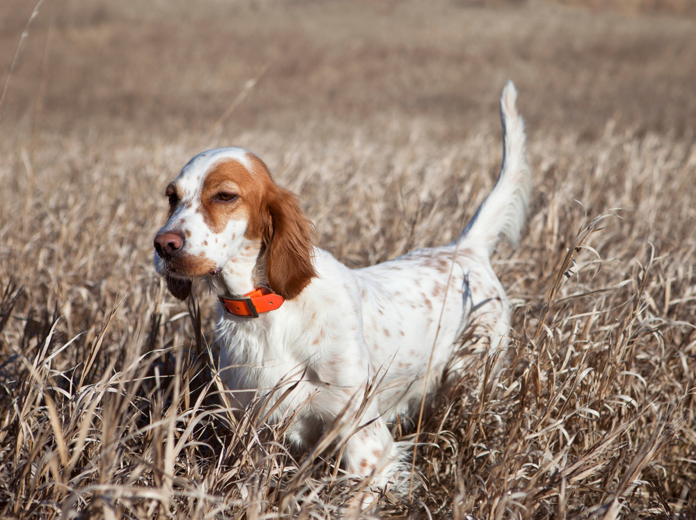 Setter anglais : tout savoir sur cette belle race de chien