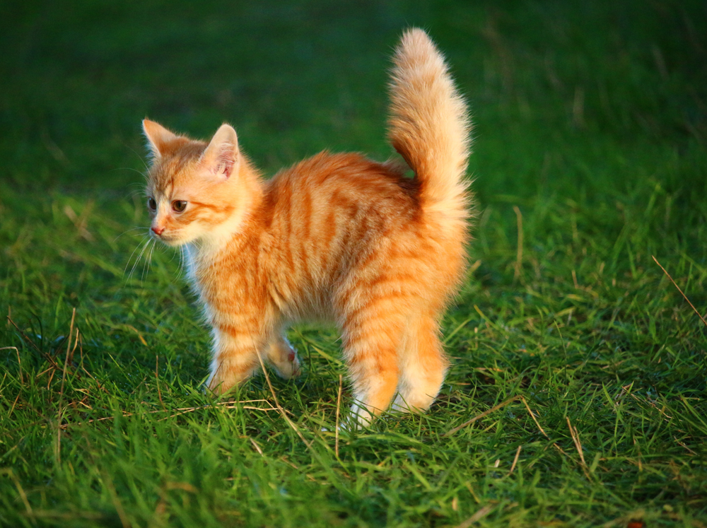 Alimentation chaton : tout savoir pour bien le nourrir
