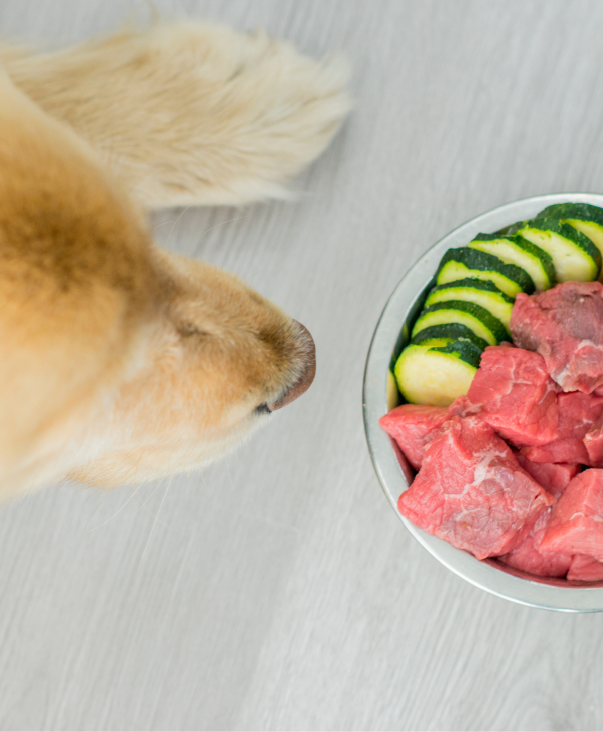 Alimentation maison pour chien : tous nos conseils