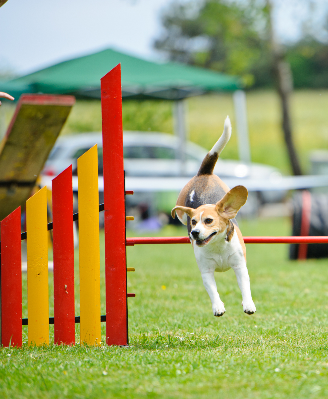 Qu'est-ce que l'agility et comment le pratiquer avec son chien