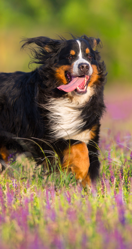 Chien | Médor et Compagnie®