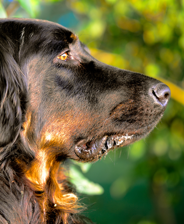 Setter anglais : tout savoir sur cette belle race de chien