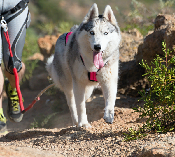 Chien | Médor et Compagnie®
