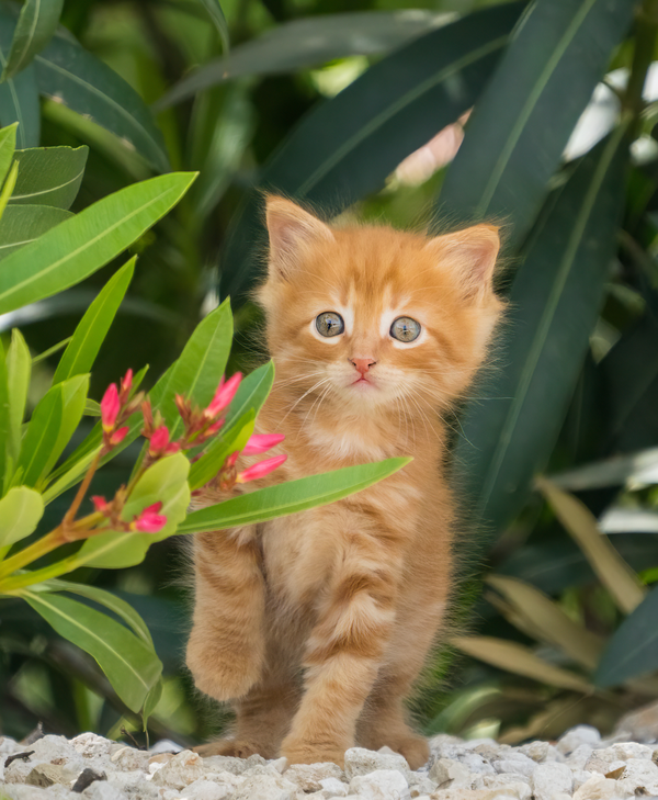 Alimentation chaton : tout savoir pour bien le nourrir