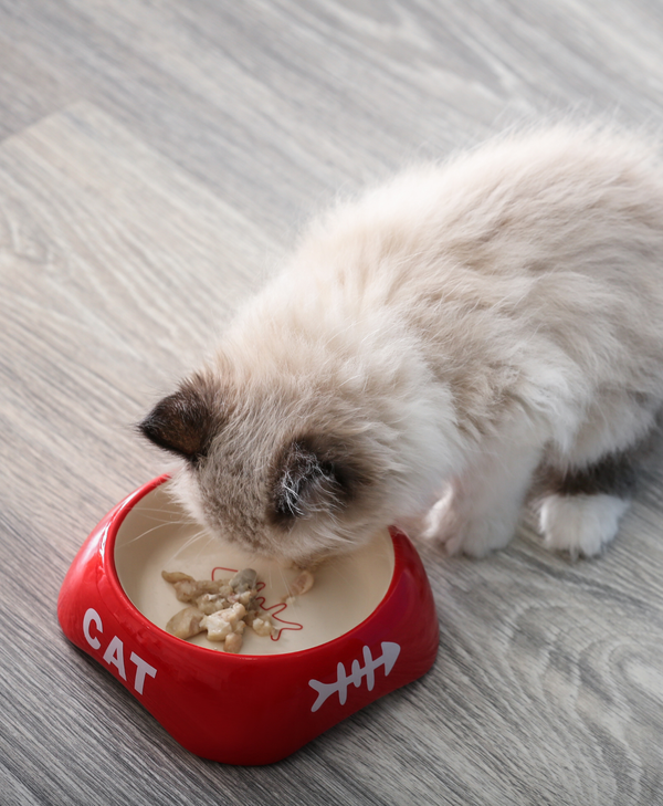 Alimentation chaton : tout savoir pour bien le nourrir