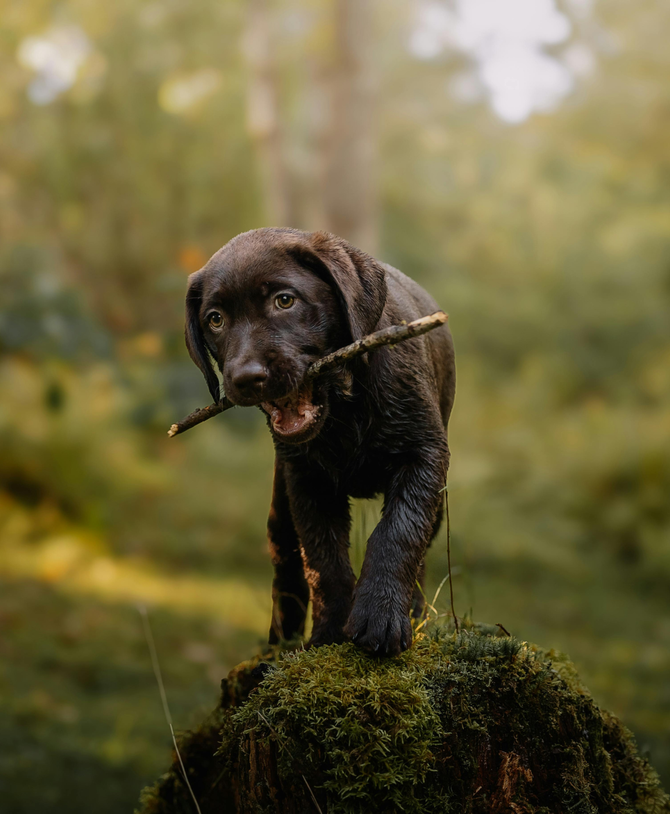 Comment traiter mon chien contre les vers