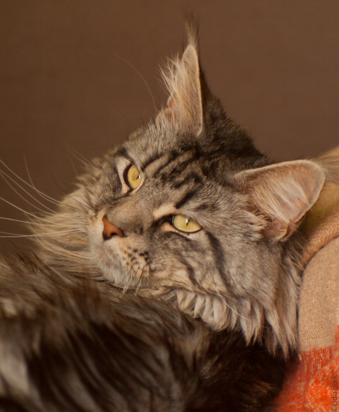 Zoom sur le Maine coon, un chat idéal pour les familles