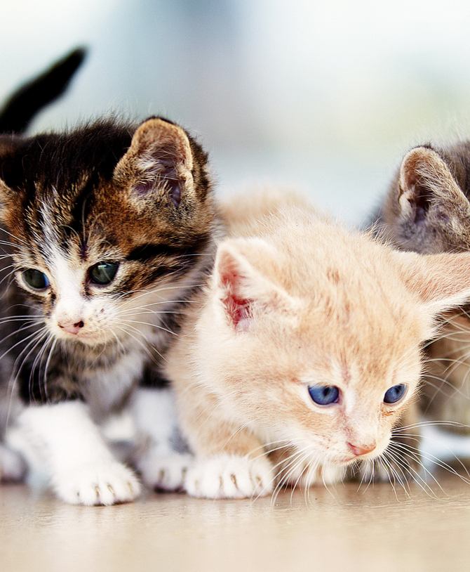 La gestation chez le chat : tout savoir