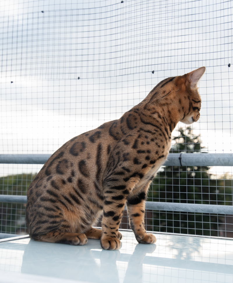 Le bengal, une race féline à découvrir