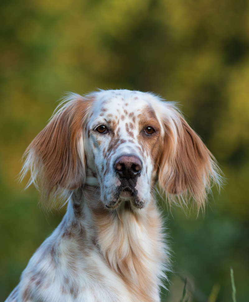 Setter anglais : tout savoir sur cette belle race de chien