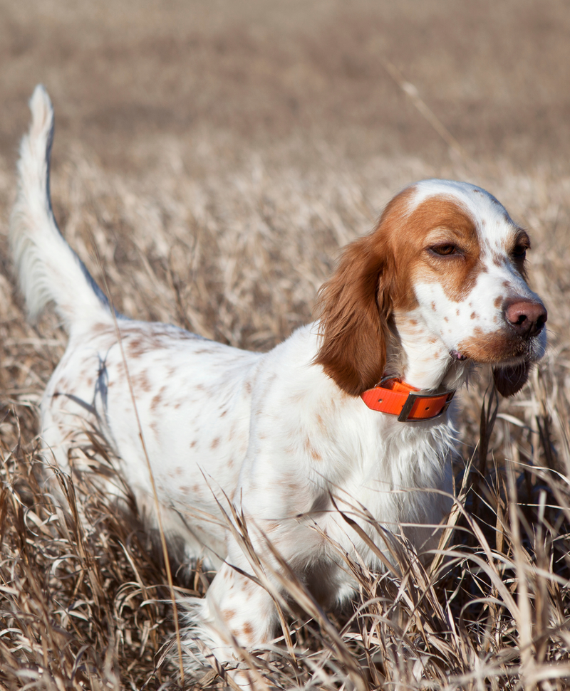 Setter anglais : tout savoir sur cette belle race de chien