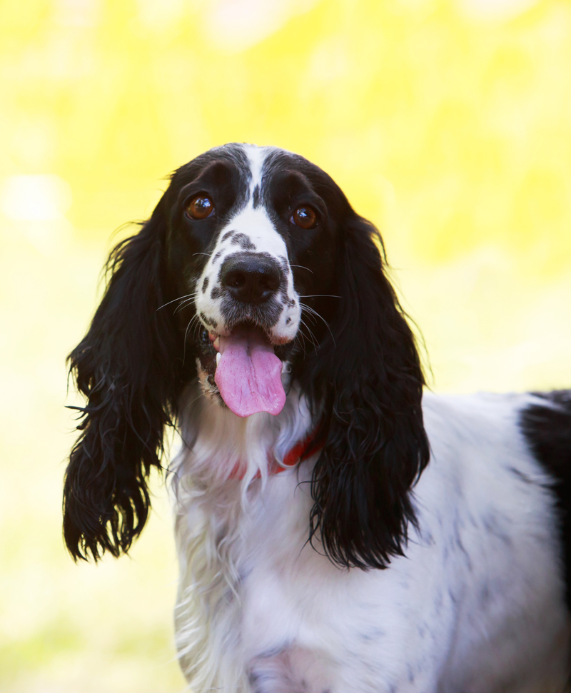 Setter anglais : tout savoir sur cette belle race de chien