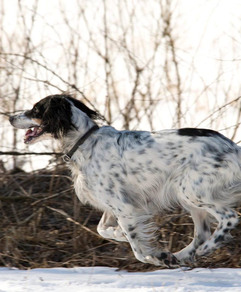 Setter anglais : tout savoir sur cette belle race de chien