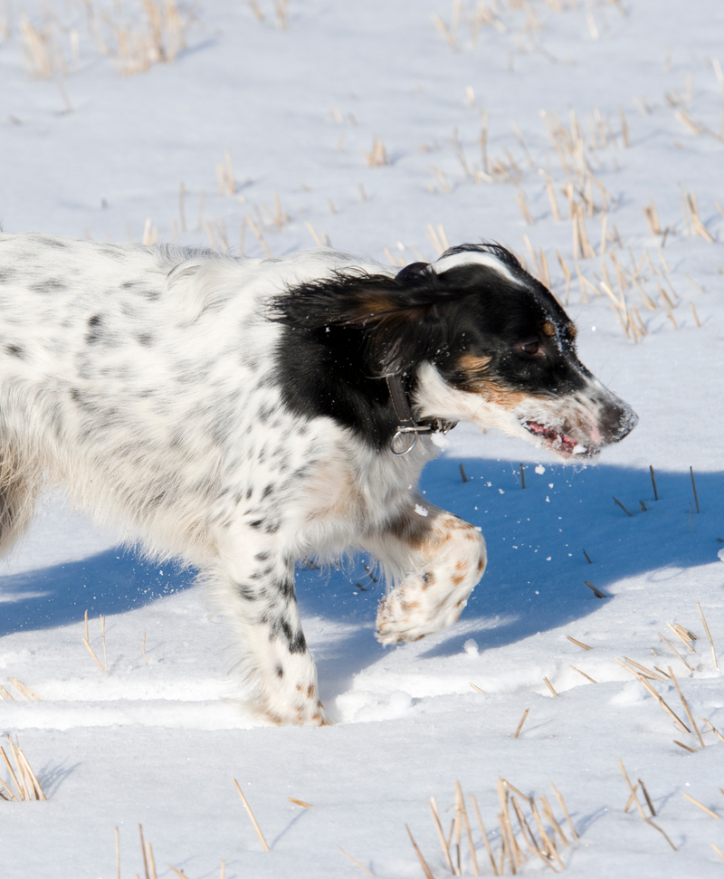 Setter anglais : tout savoir sur cette belle race de chien