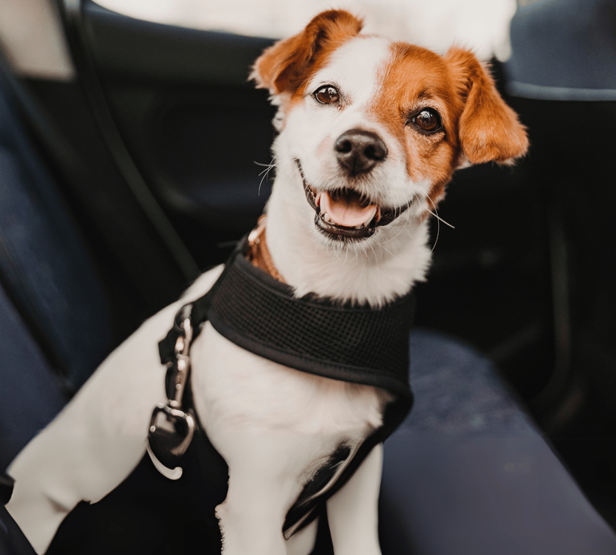 Animalerie en ligne : alimentation et accessoires pour animaux - Médor ...